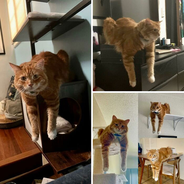 Derp is the new majestic when it comes to animals