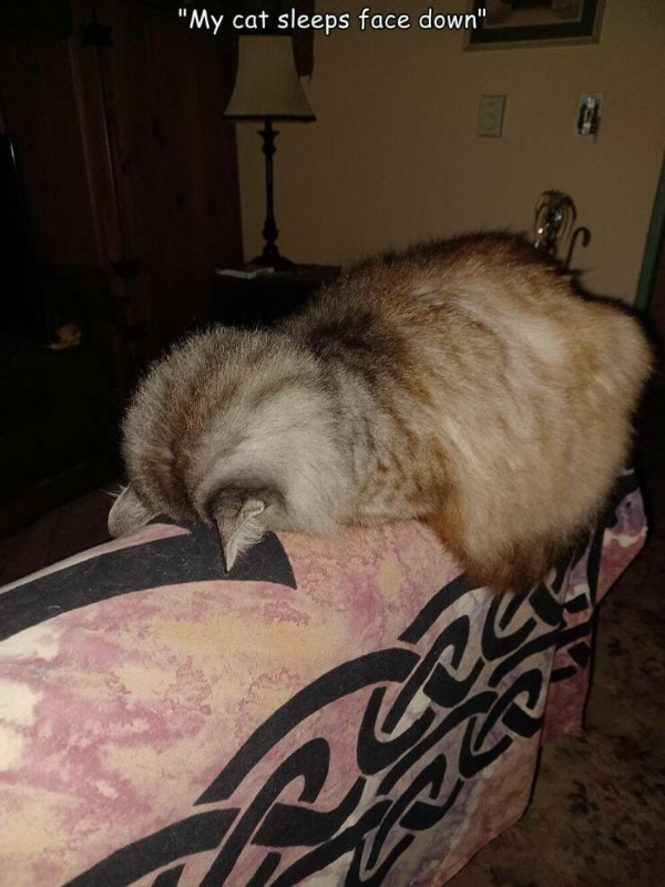 Who Let the Cats Out?