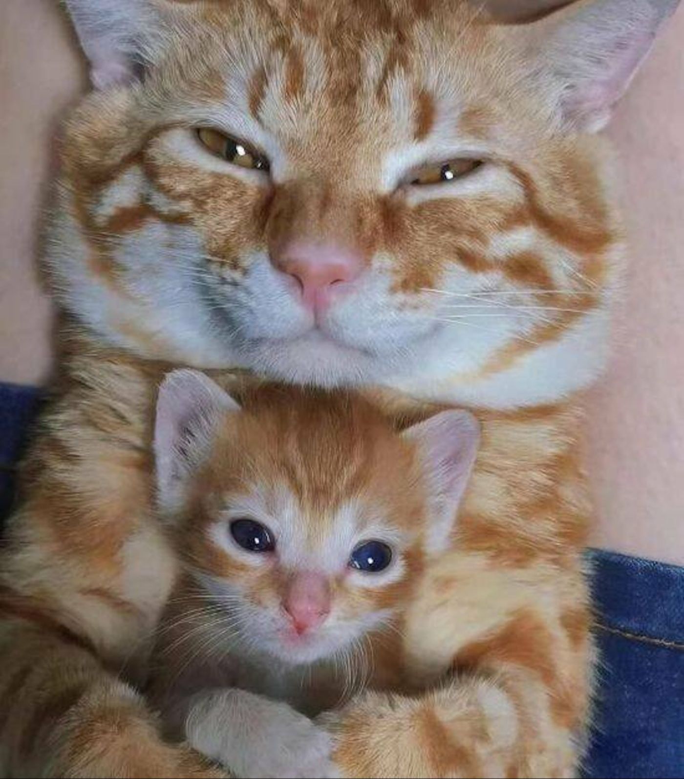 Who Let the Cats Out?