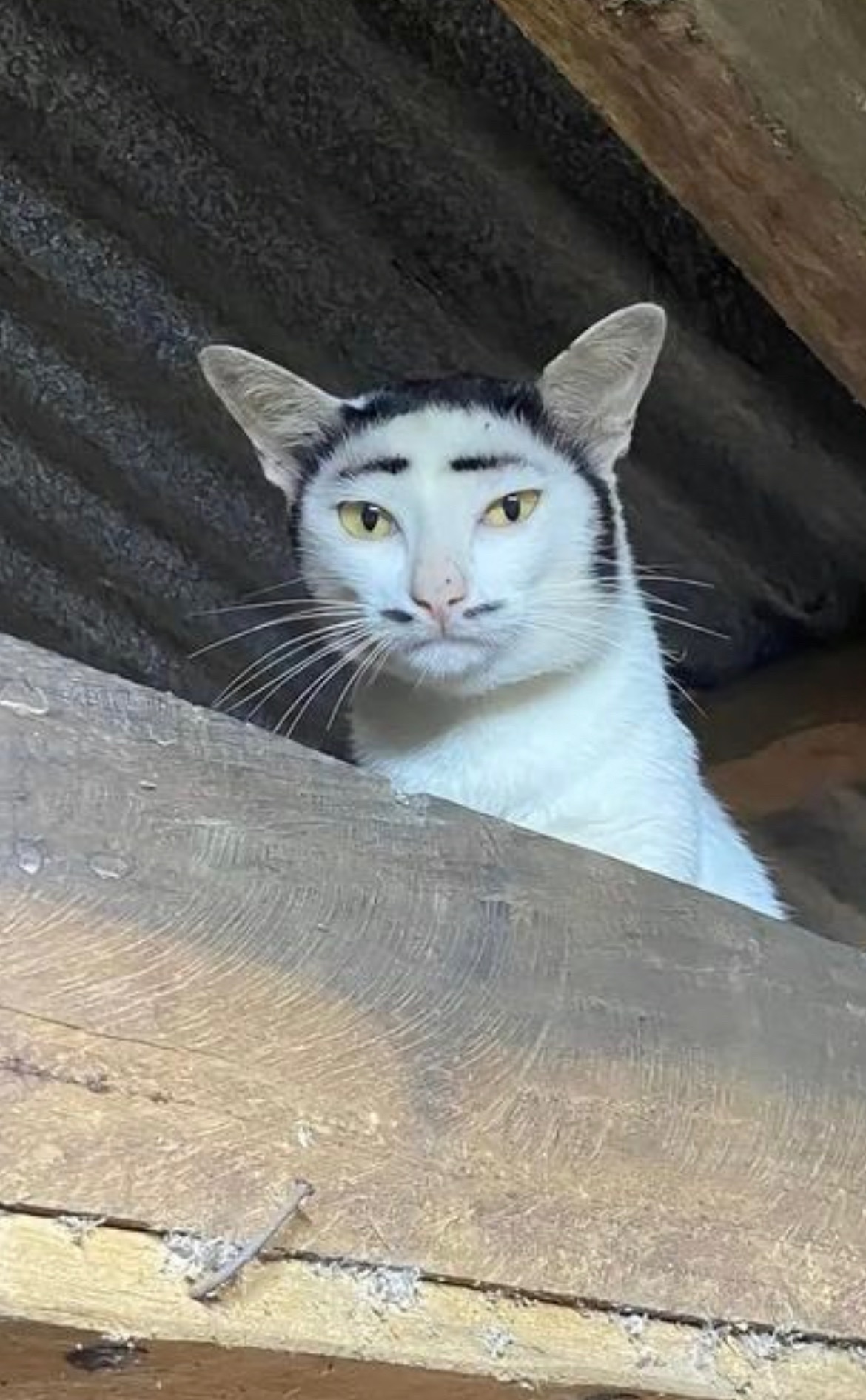 Who Let the Cats Out?