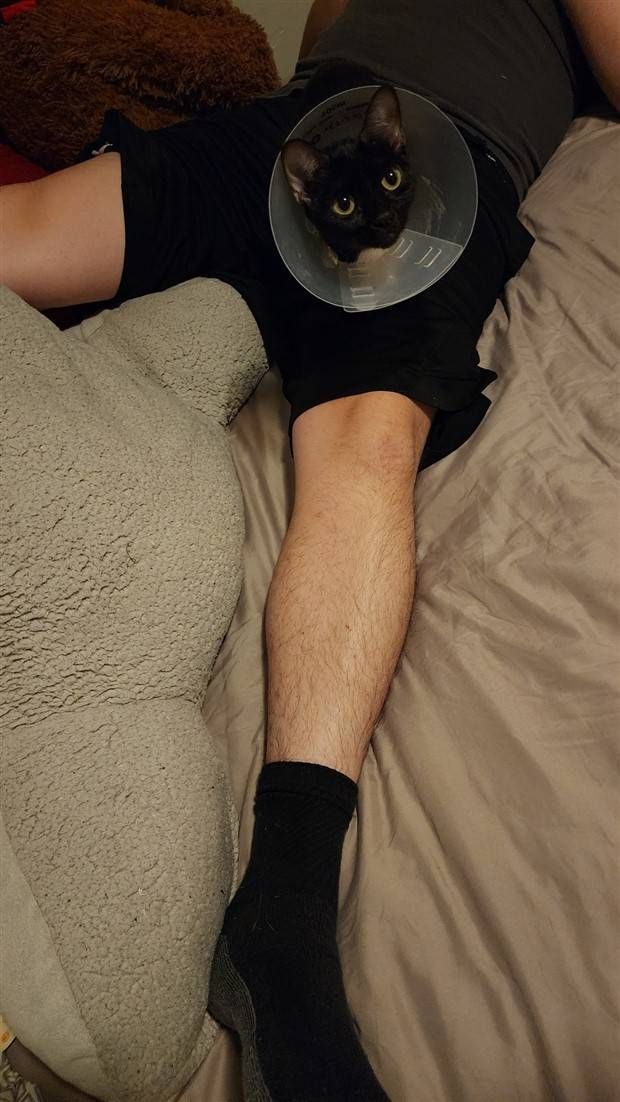 Who Let the Cats Out?