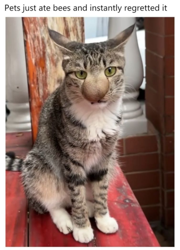 Who Let the Cats Out?