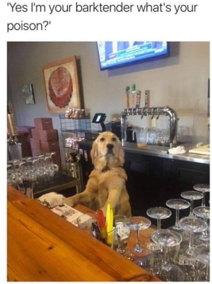 It’s a Dog’s World, and We Love It