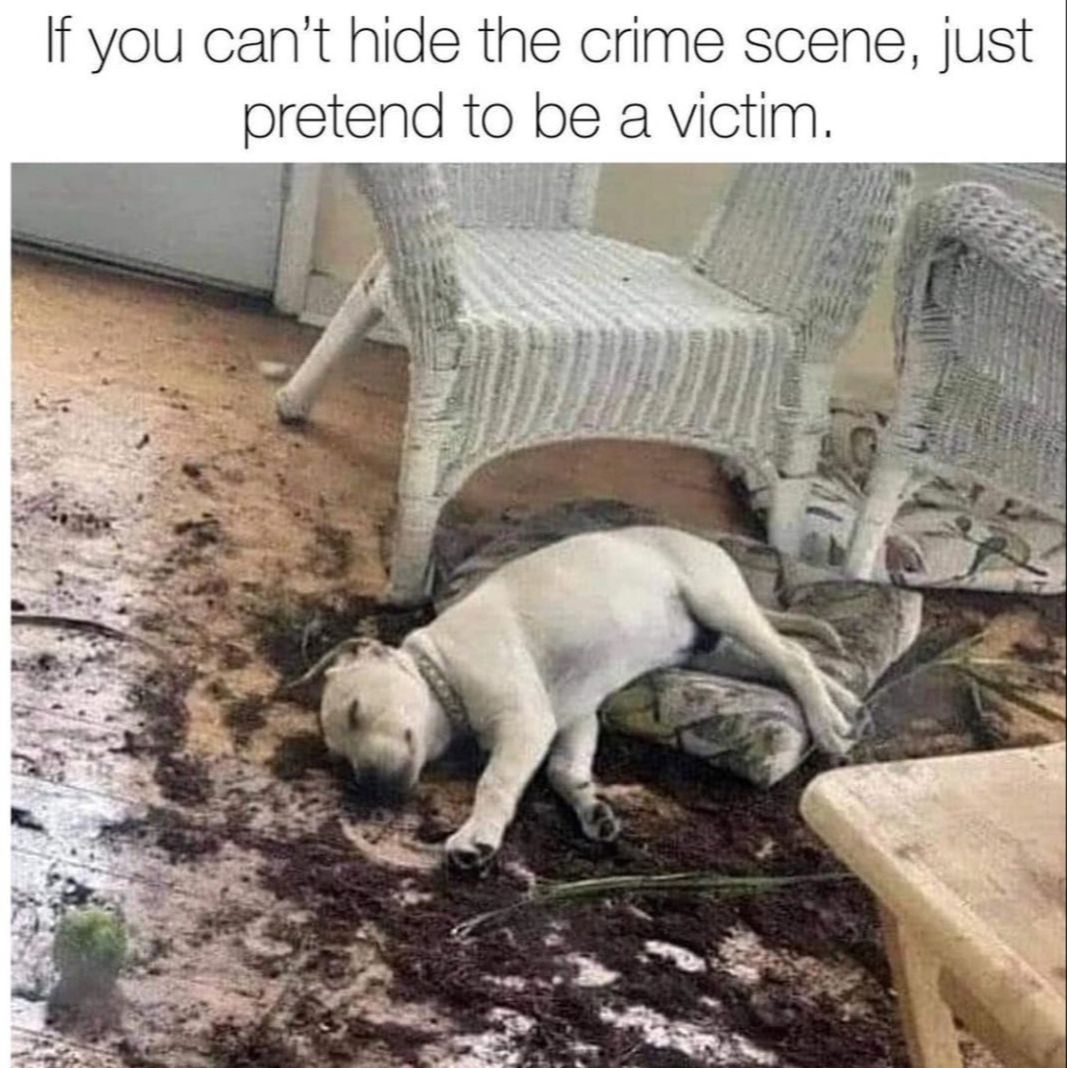 It’s a Dog’s World, and We Love It