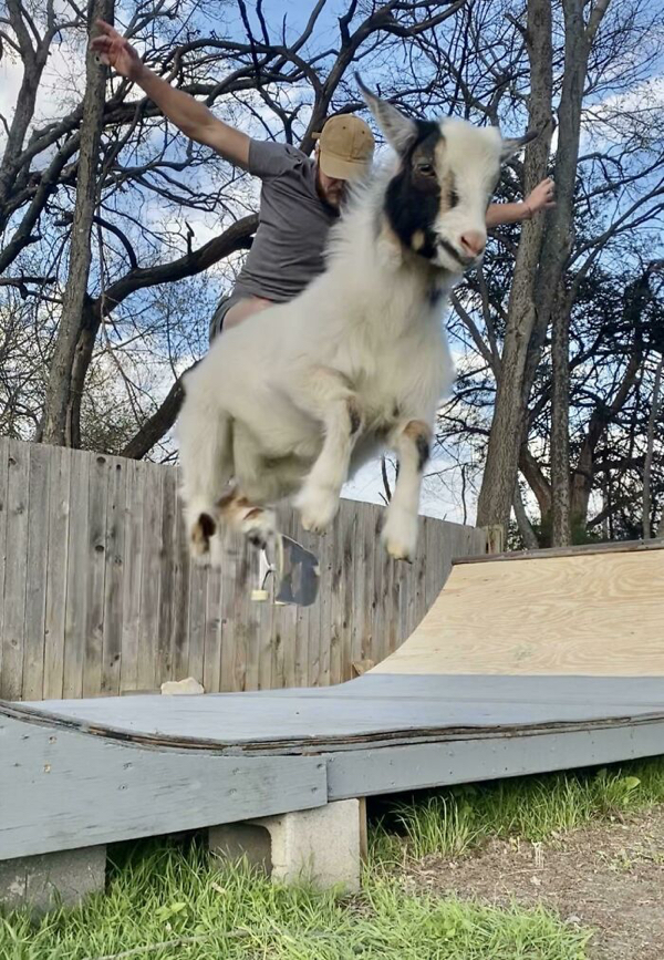 Derp is the new majestic when it comes to animals