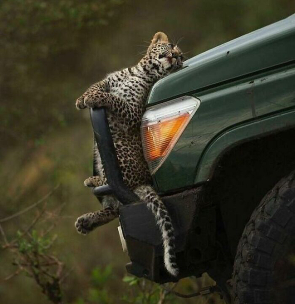 Derp is the new majestic when it comes to animals