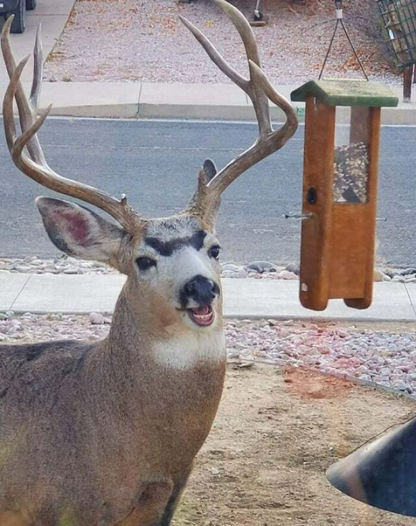 Derp is the new majestic when it comes to animals