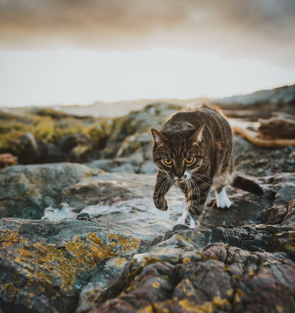 These animals are so photogenic...what's next, Blue Steel?