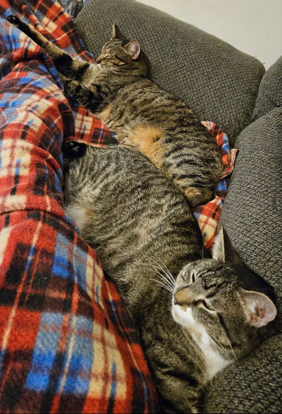 Who Let the Cats Out?