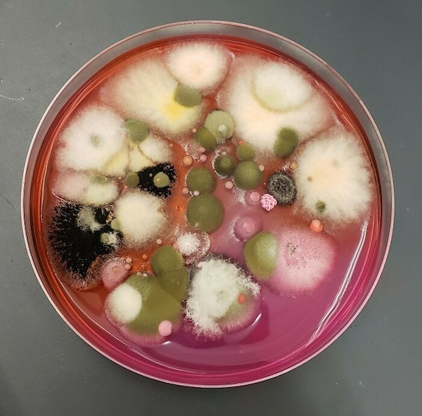 Monstrously Moldy Masterpieces