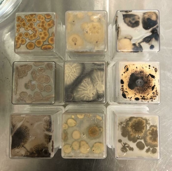 Monstrously Moldy Masterpieces
