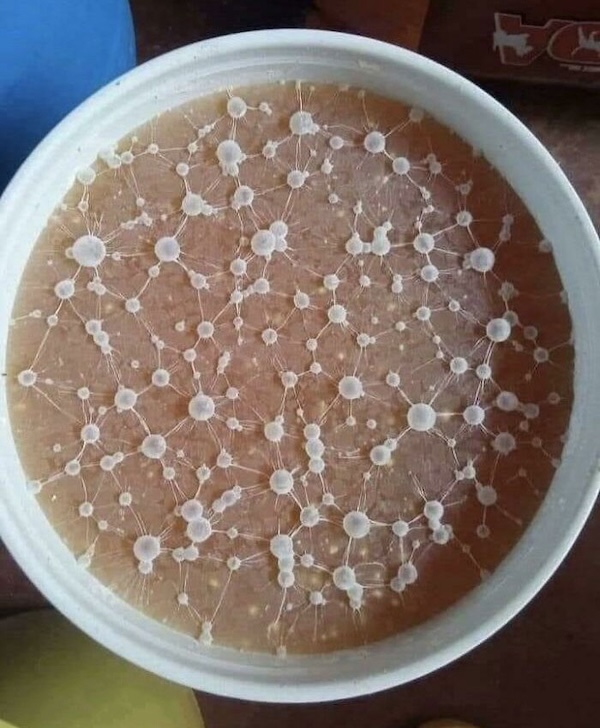 Monstrously Moldy Masterpieces