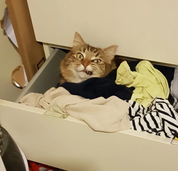 Who Let the Cats Out?