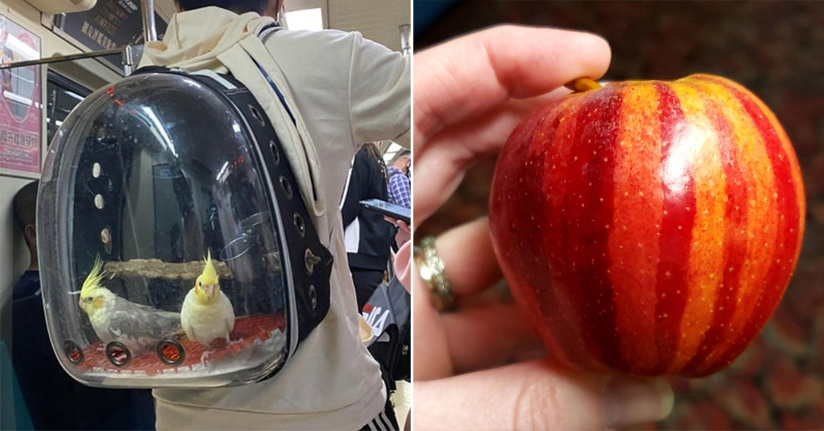 Seemingly ordinary things we've somehow never seen before