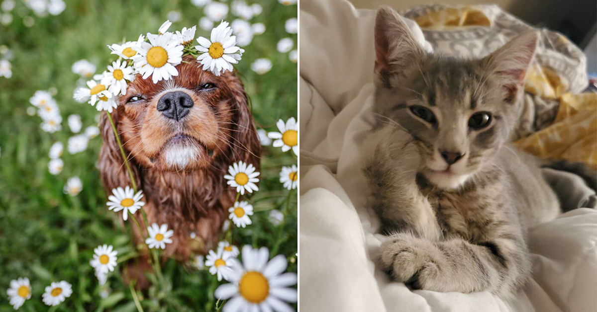 Funny Animal Pictures | Funny Pet Videos - theCHIVE