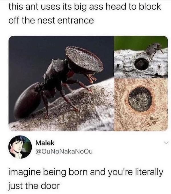 There is *never* a wrong time for animal memes, ever