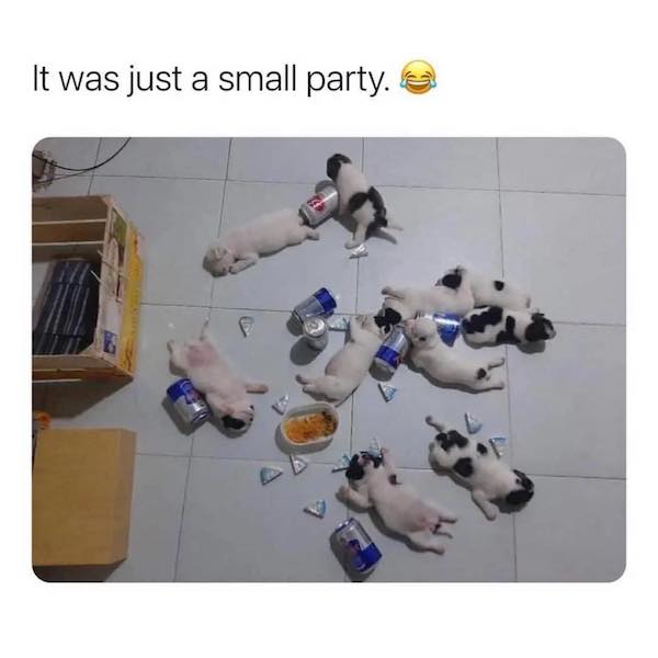 There is *never* a wrong time for animal memes, ever