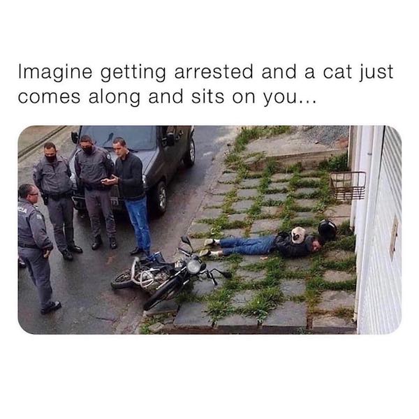 There is *never* a wrong time for animal memes, ever