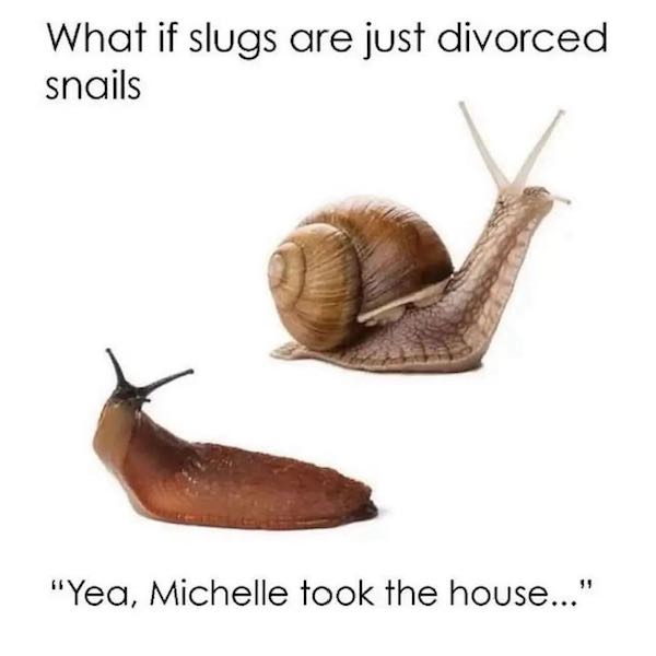 There is *never* a wrong time for animal memes, ever
