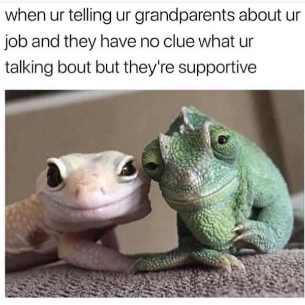 There is *never* a wrong time for animal memes, ever