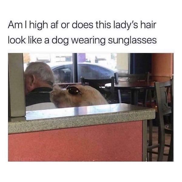 There is *never* a wrong time for animal memes, ever