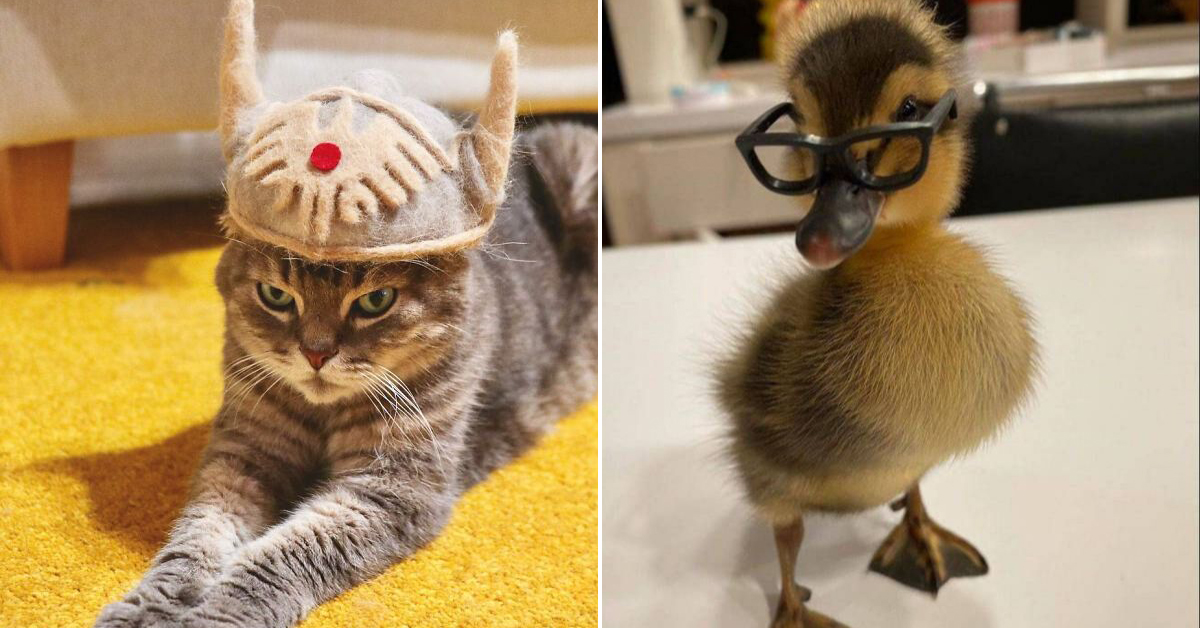 Amusing animals, wild and domesticated, that made us laugh