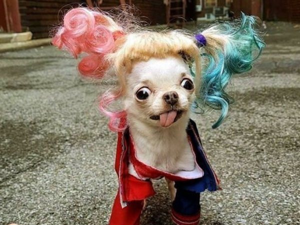 Meet the Good Boys of MyCHIVE