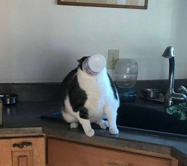 Who Let the Cats Out?