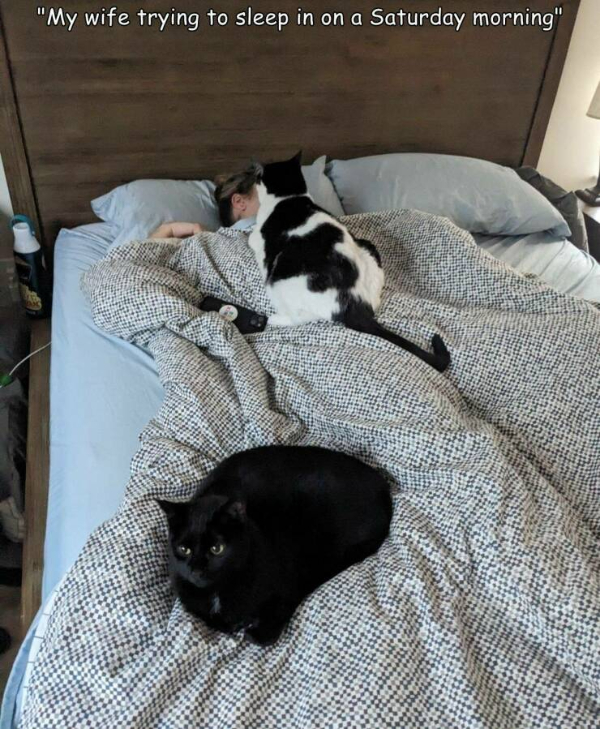 Who Let the Cats Out?