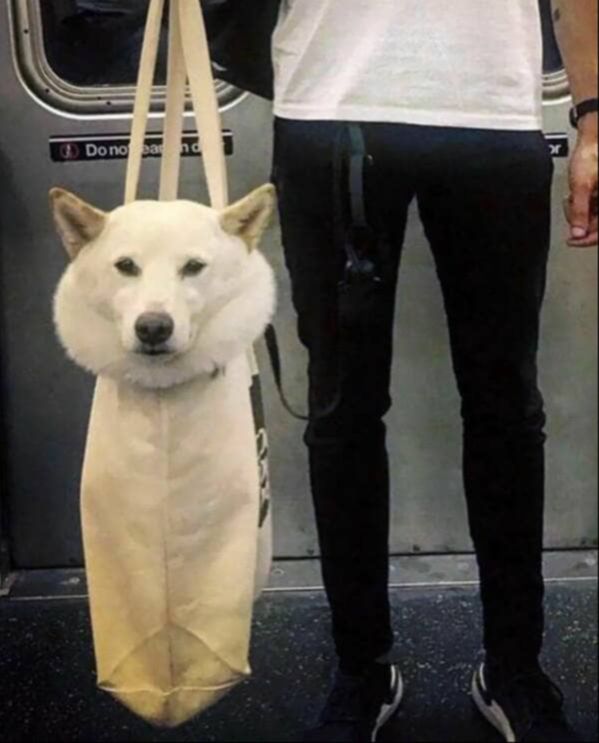 It’s a Dog’s World, and We Love It