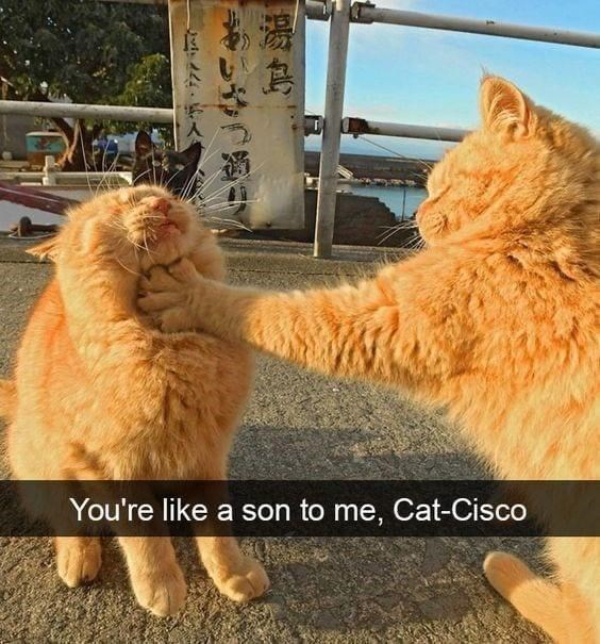 Who Let the Cats Out?