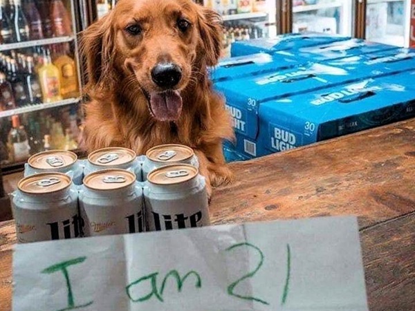 Who Let the Dogs Out