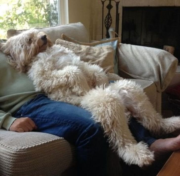Big dogs with a proportionate amount of love to give