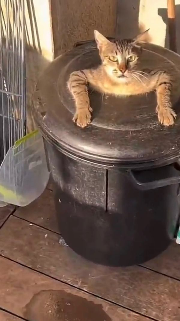 Saturdays Are for the Cats