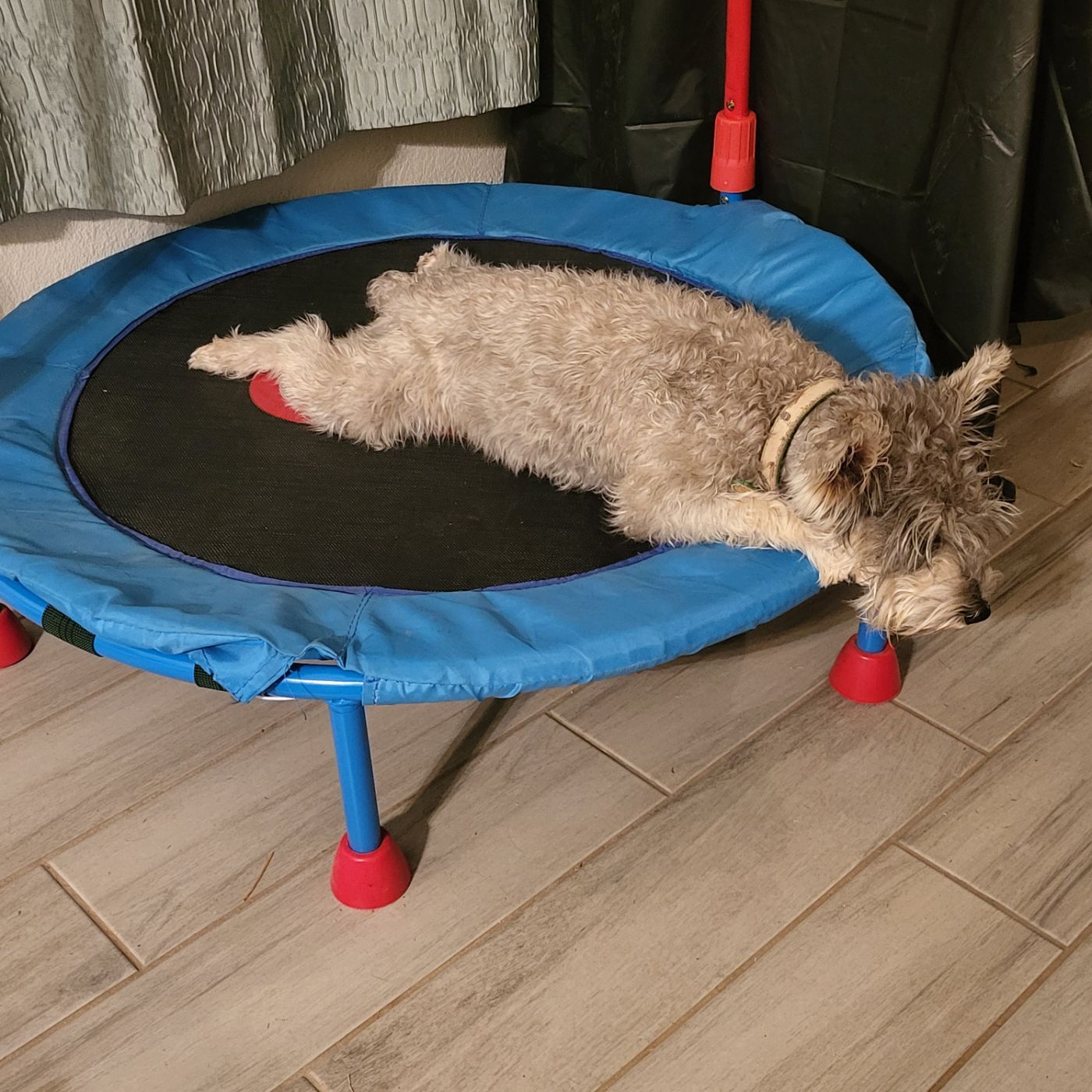 Who Let the Dogs Out