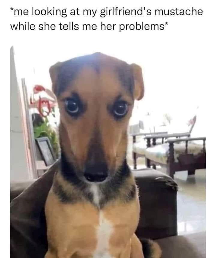 Who Let the Dogs Out