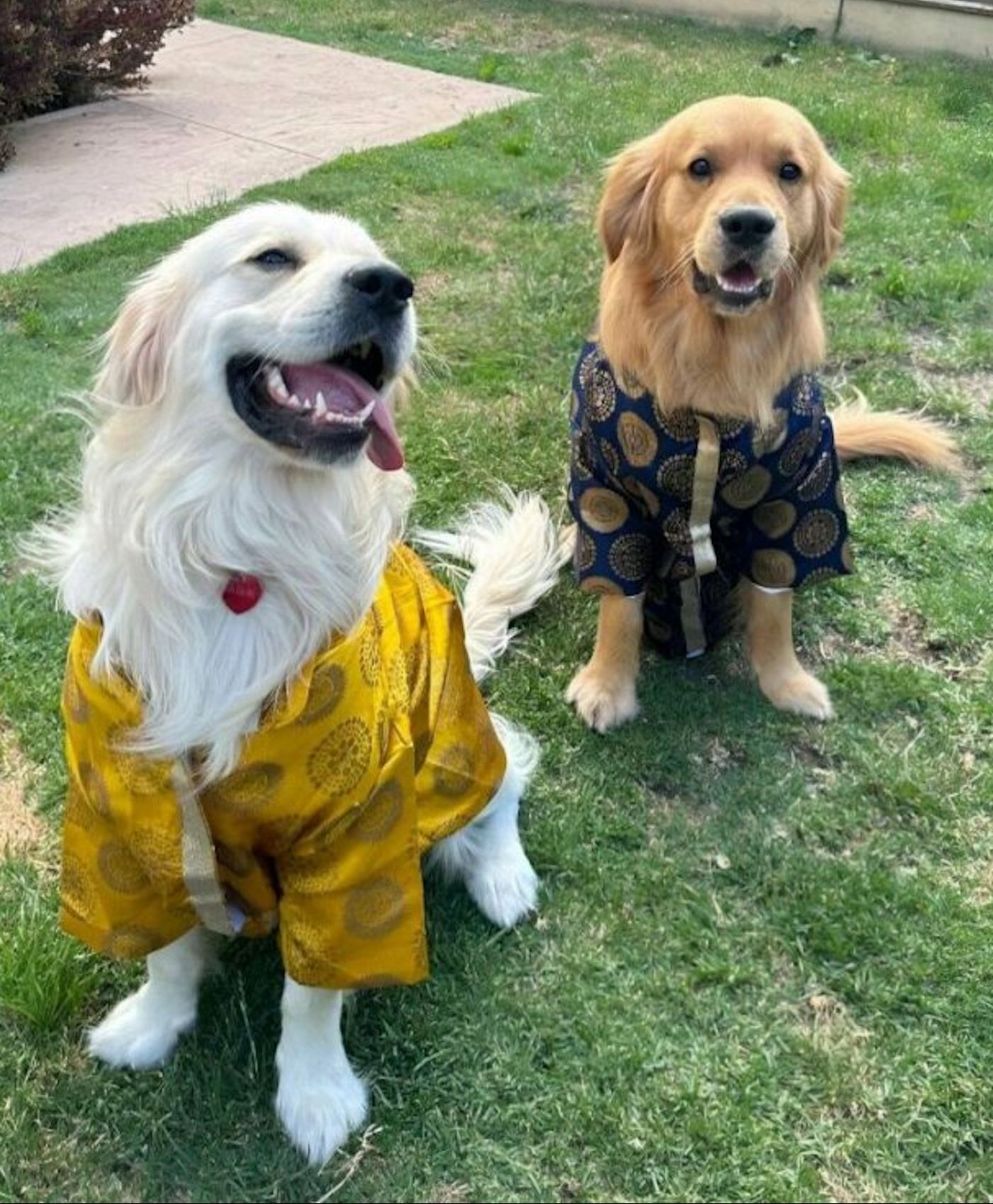 Who Let the Dogs Out