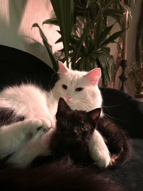 Pets Who Were Given a Second Chance