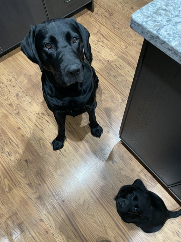 Big dogs with a proportionate amount of love to give
