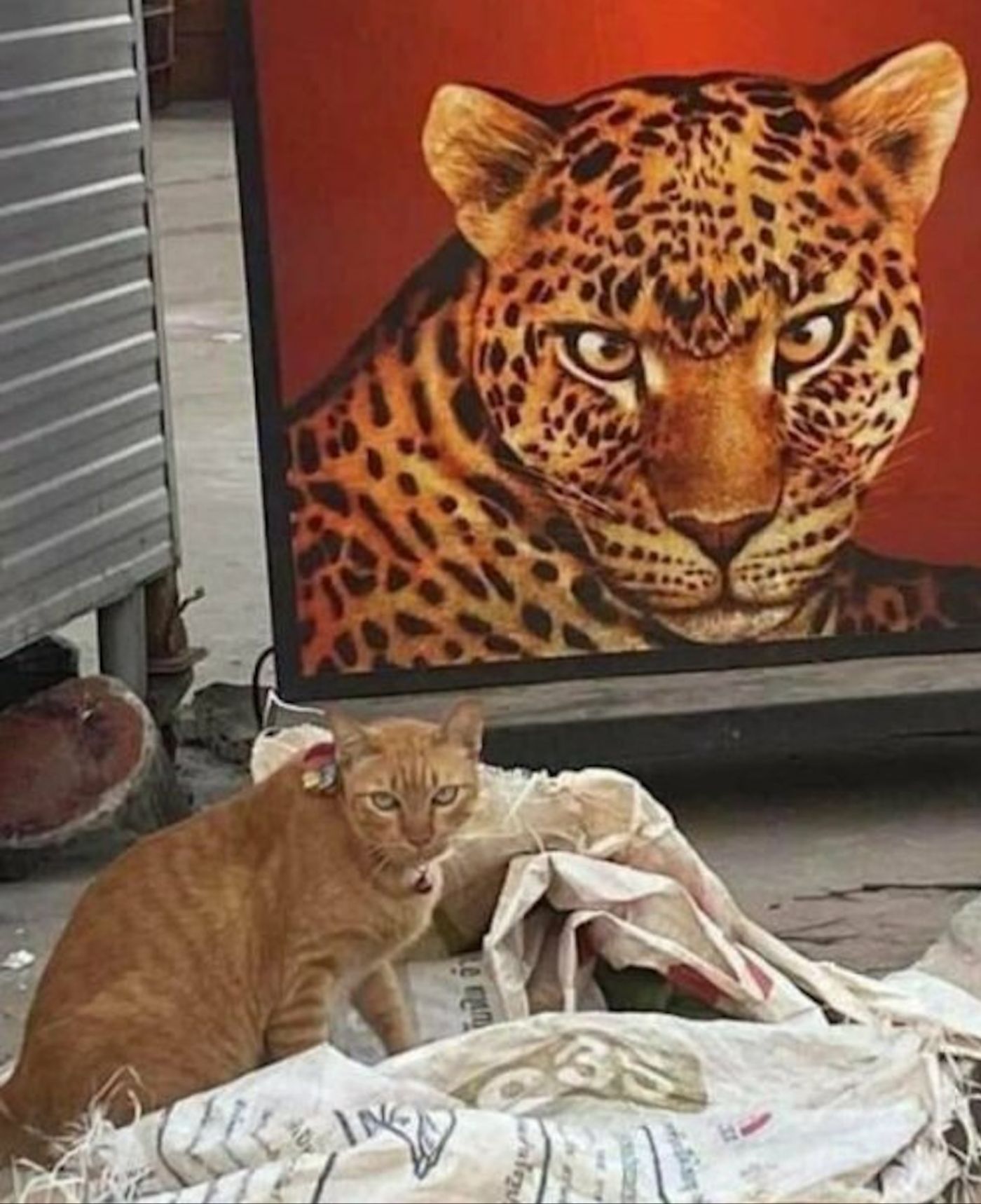 Cat Saturday Is Upon Us