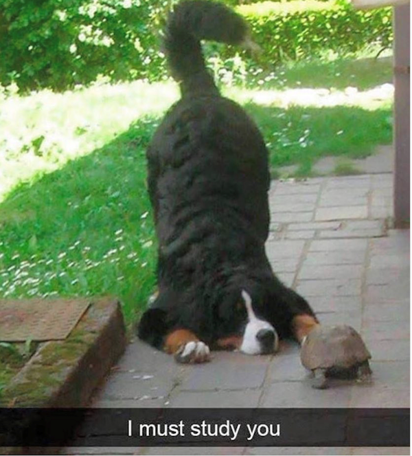 Animal memes for critters mighty and tiny