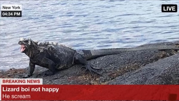 Animal memes for critters mighty and tiny