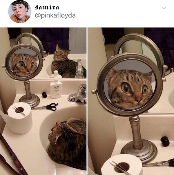 Animal memes for critters mighty and tiny