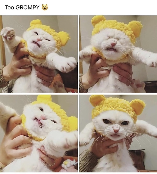 Animal memes for critters mighty and tiny