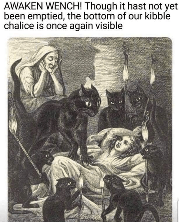 Animal memes for critters mighty and tiny