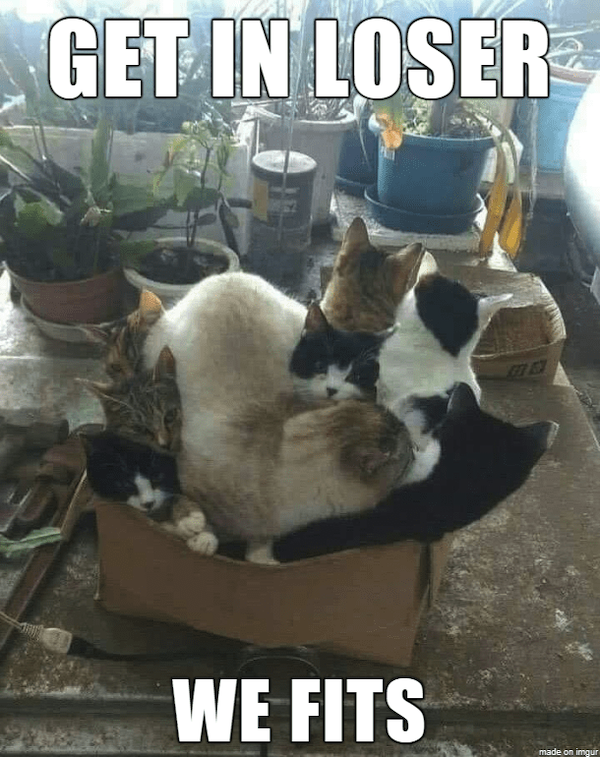 Animal memes for critters mighty and tiny