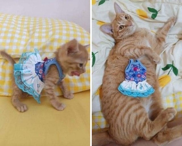 Animal Photos You NEED To See