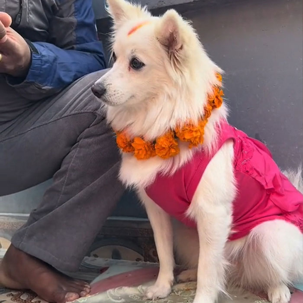 Nepal's Day of Dog Worship, Kukur Tihar Festival