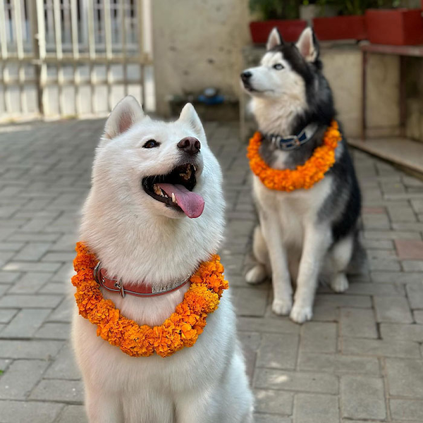 Nepal's Day of Dog Worship, Kukur Tihar Festival
