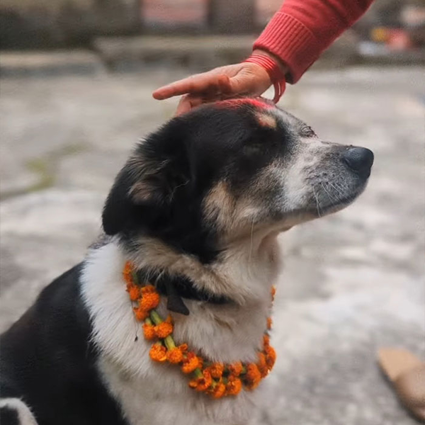 Nepal's Day of Dog Worship, Kukur Tihar Festival